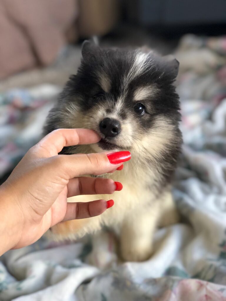 American Pomsky – Especializados na criação de Pomsky