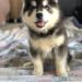 American Pomsky – Especializados na criação de Pomsky