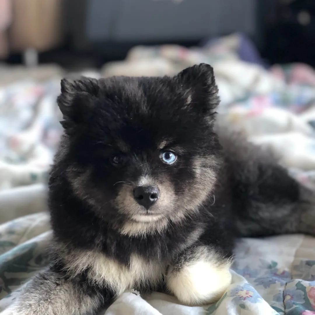 Filhotes a Pronta Entrega – American Pomsky