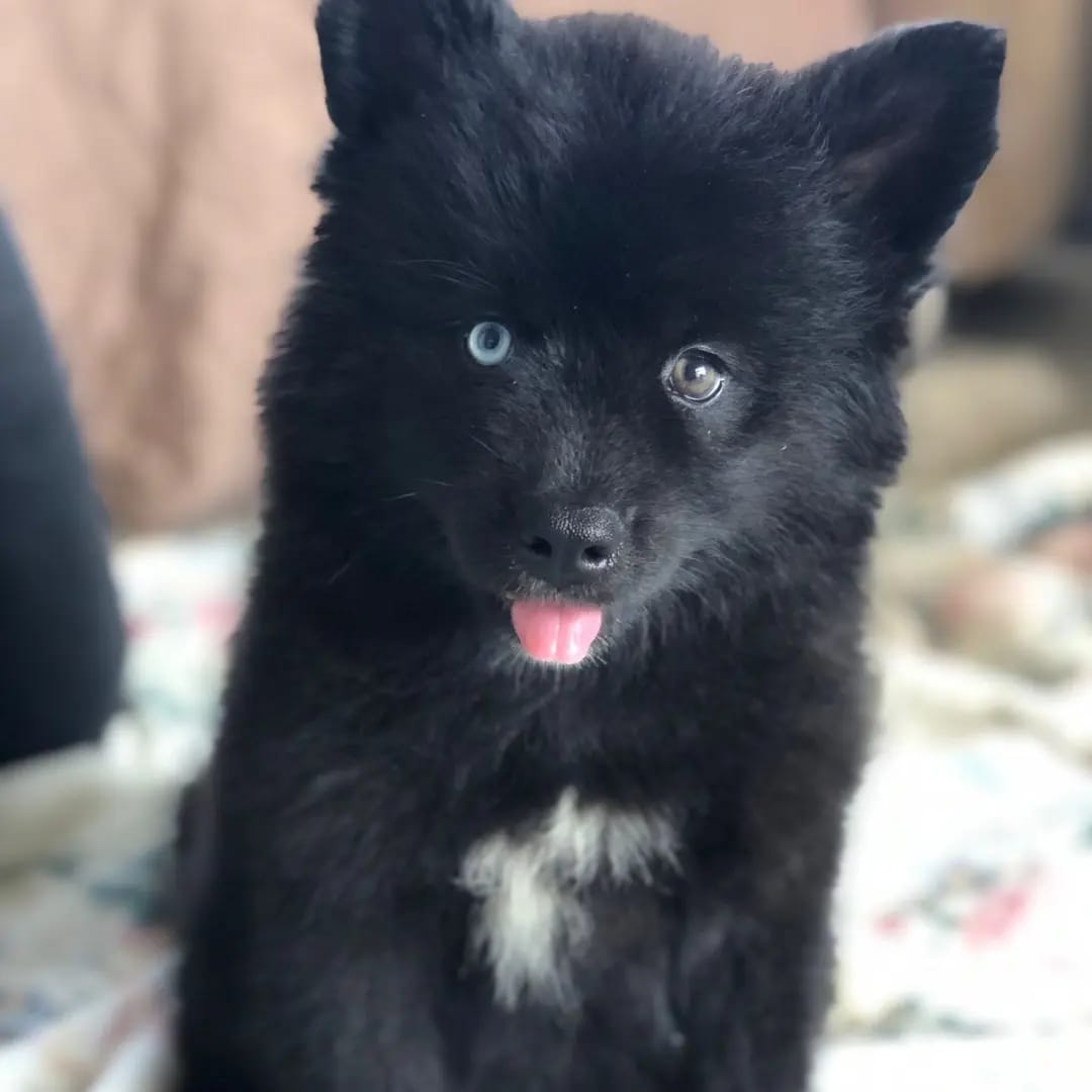 Filhotes Disponíveis – American Pomsky