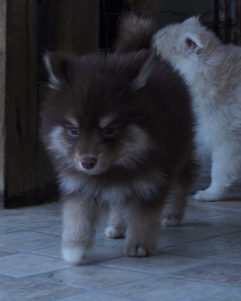 American Pomsky – Especializados na criação de Pomsky