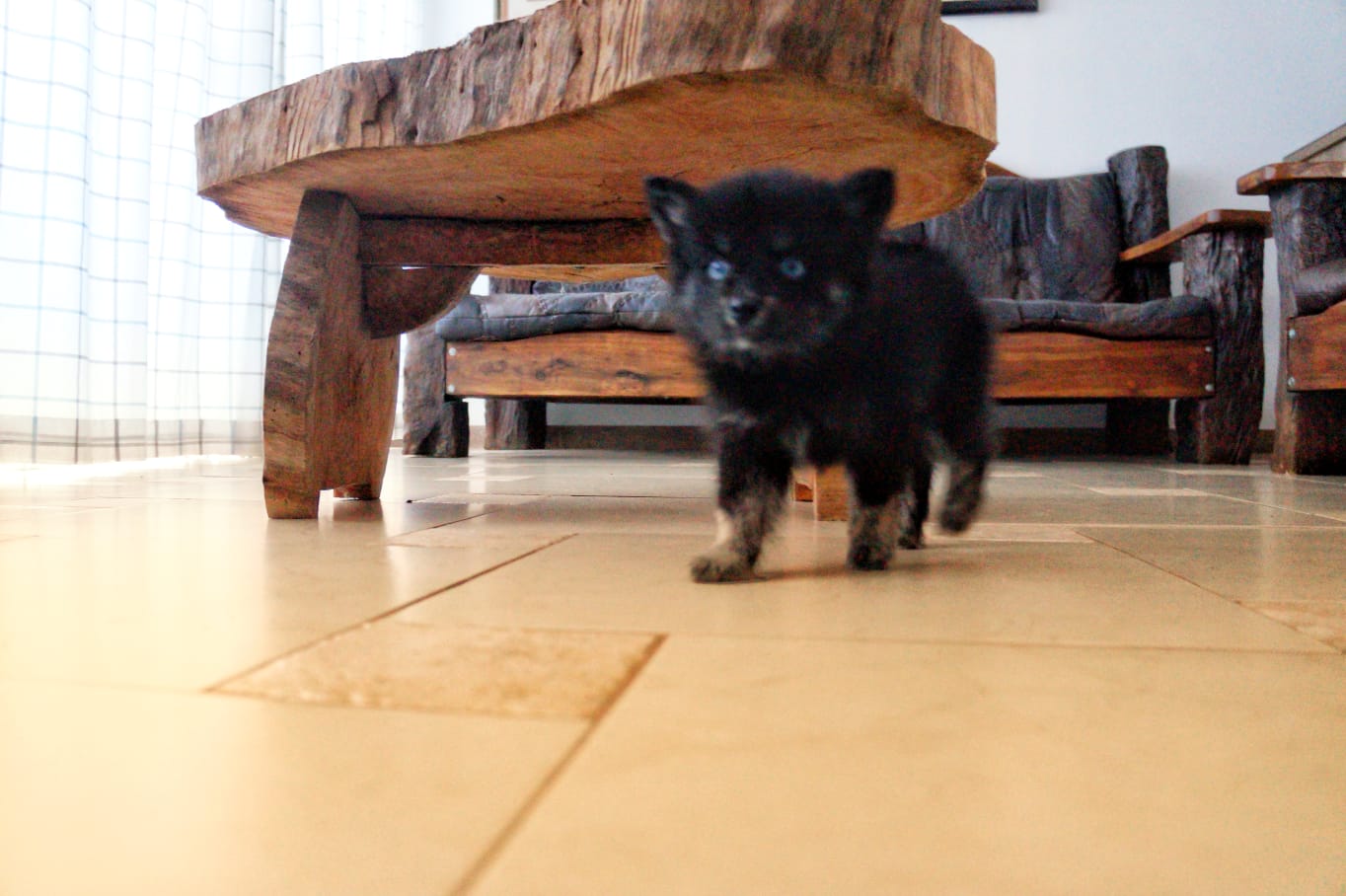 American Pomsky – Especializados na criação de Pomsky