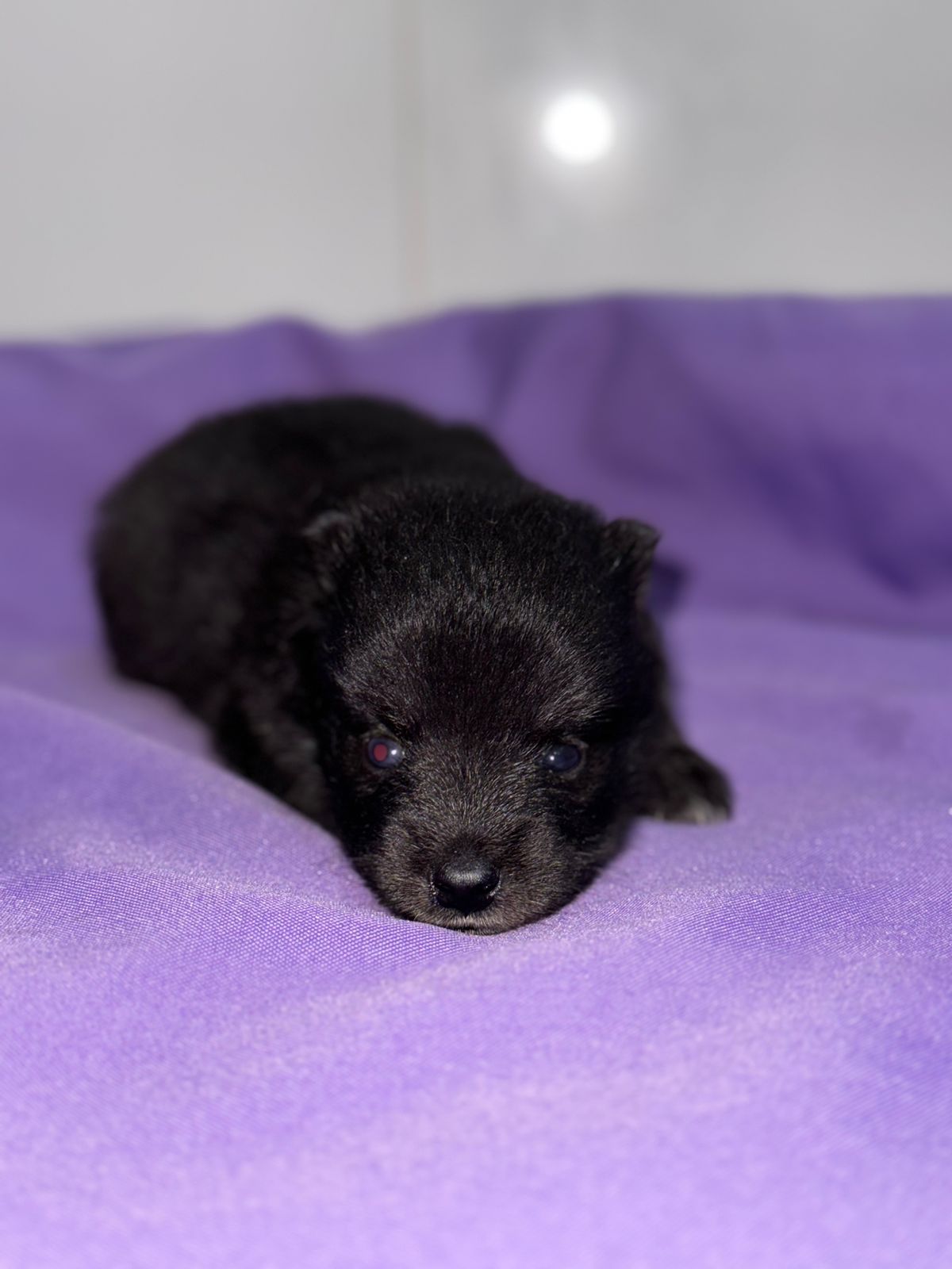 Filhotes F3 Mine – American Pomsky