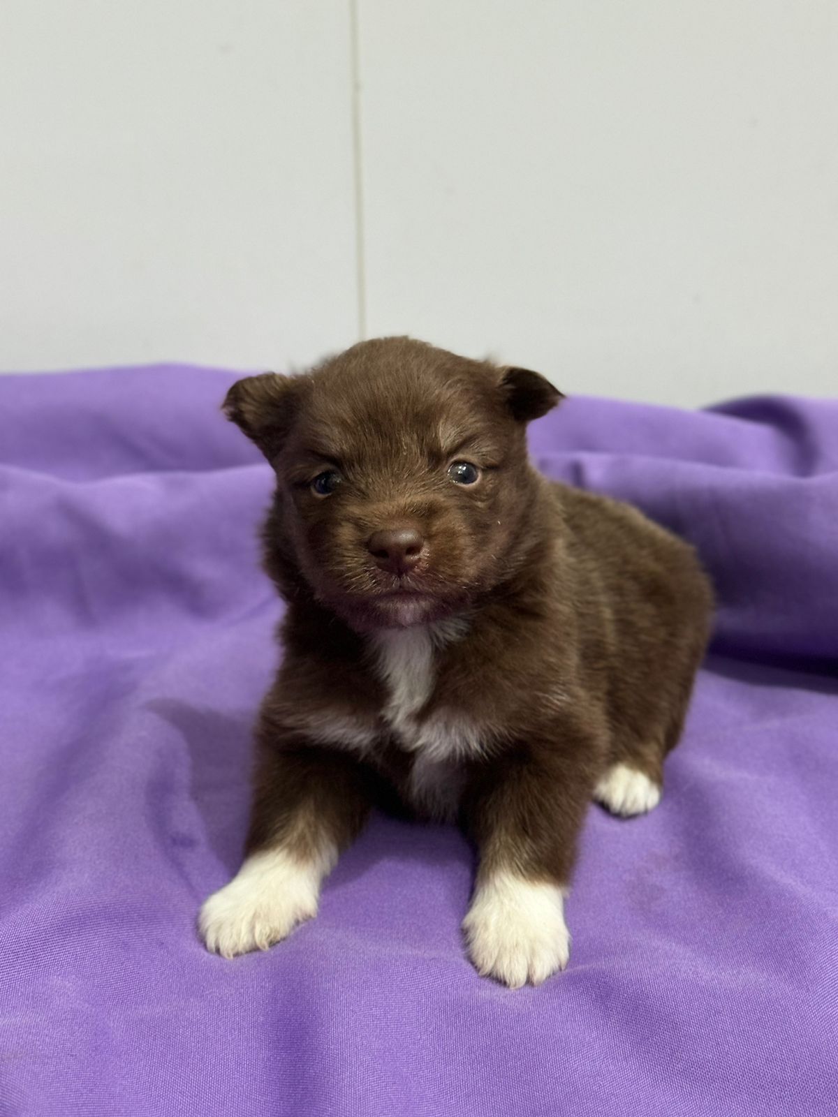 Filhotes F3 Mine – American Pomsky