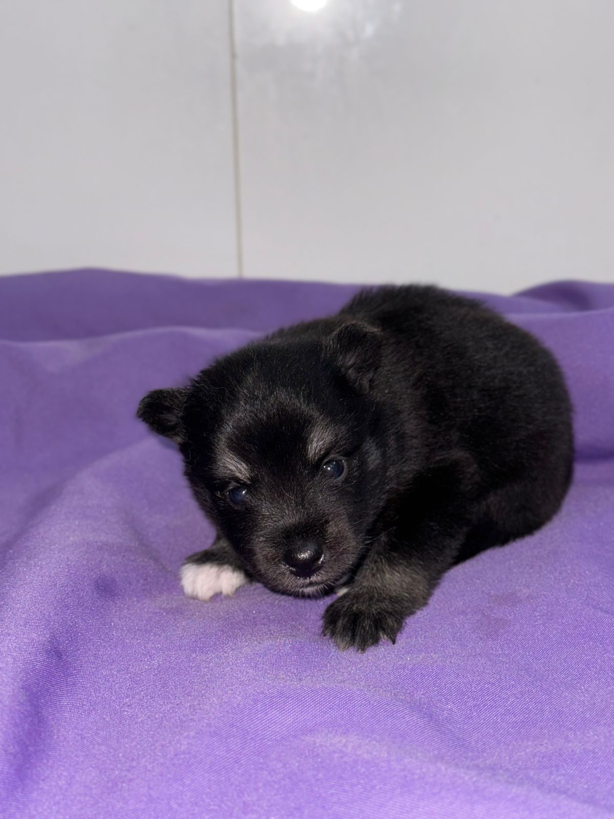 Filhotes F3 Mine – American Pomsky