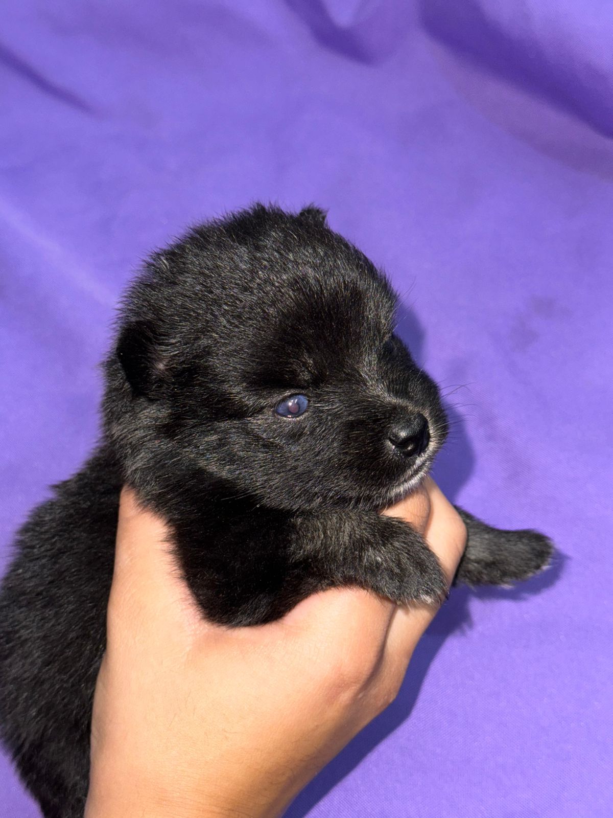 Filhotes F3 Mine – American Pomsky