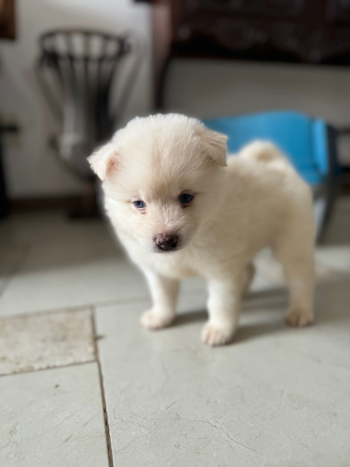 Macho F4 médio – American Pomsky