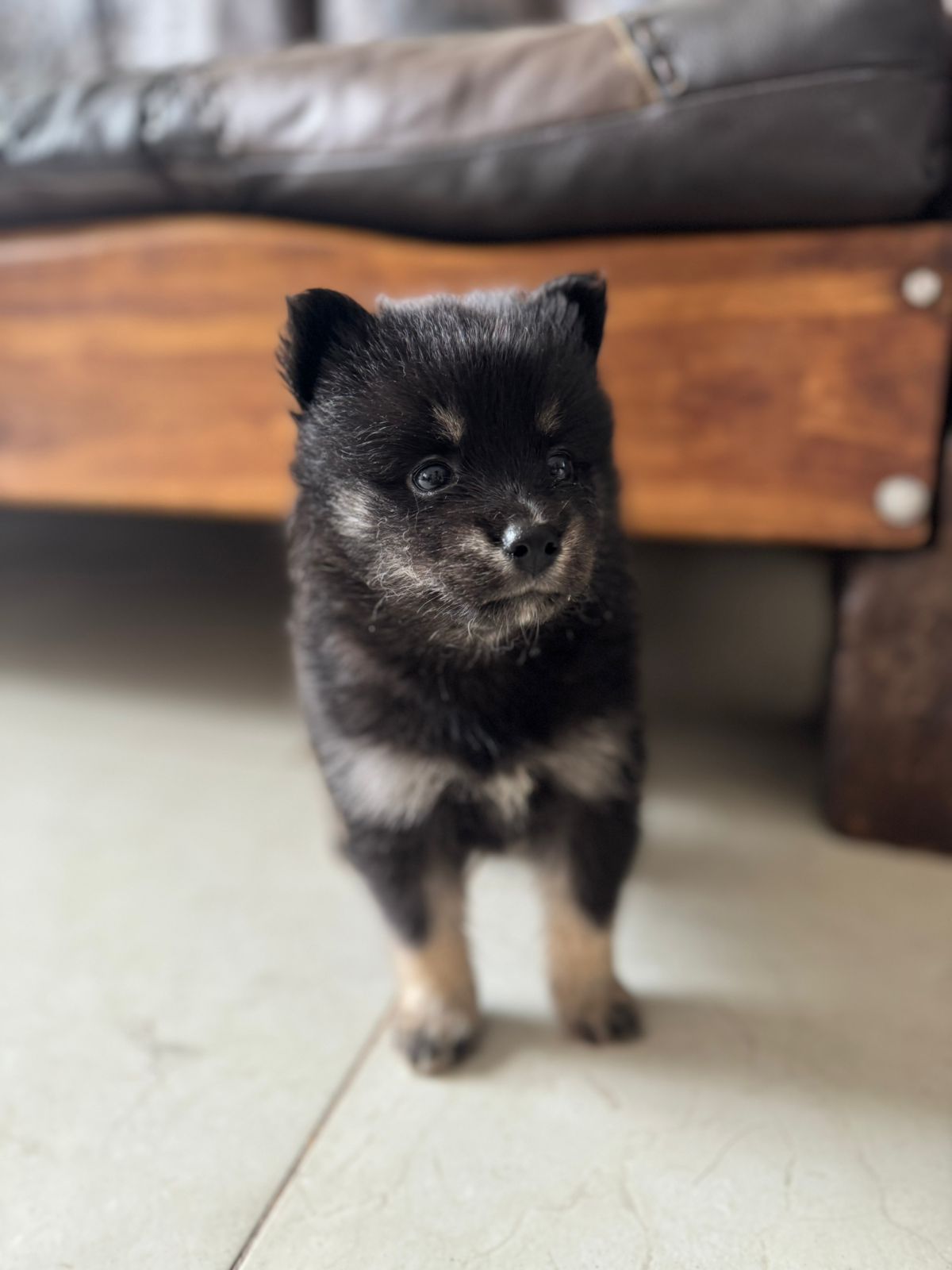American Pomsky – Especializados na criação de Pomsky