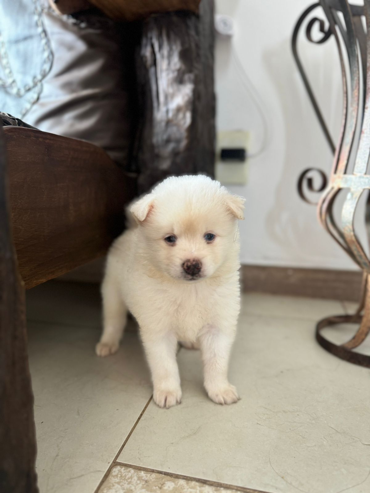 Macho F4 médio – American Pomsky