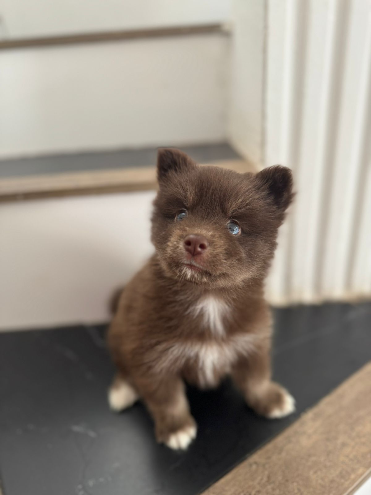 American Pomsky – Especializados na criação de Pomsky