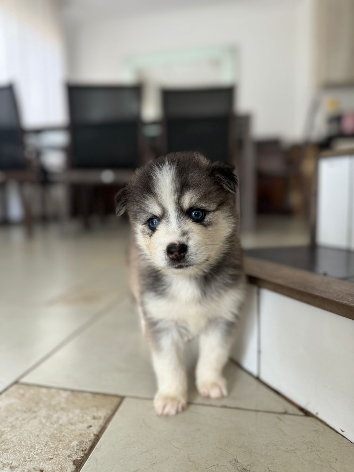 Macho F4 médio – American Pomsky