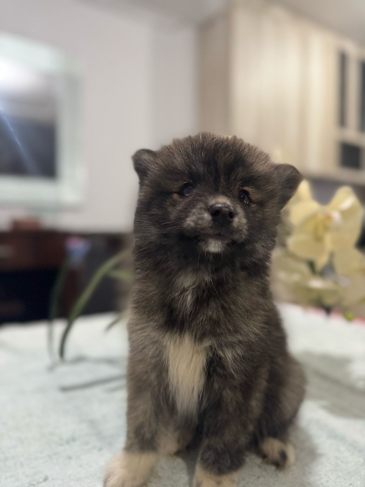 Fêmea F4 – American Pomsky