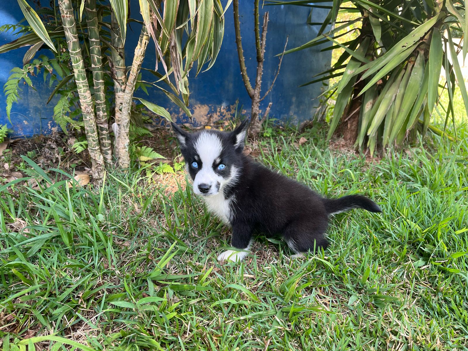 American Pomsky – Especializados na criação de Pomsky